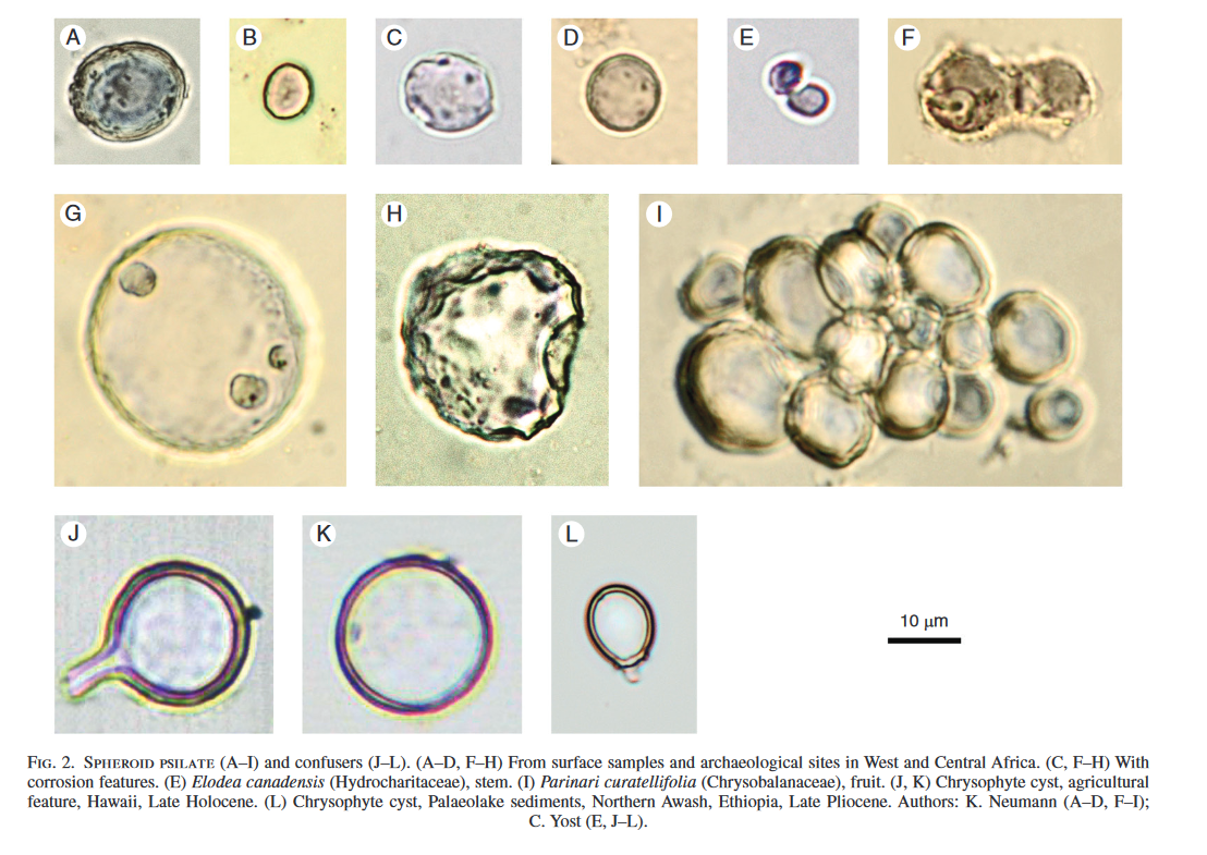 Phytolith processing – Reference Collection